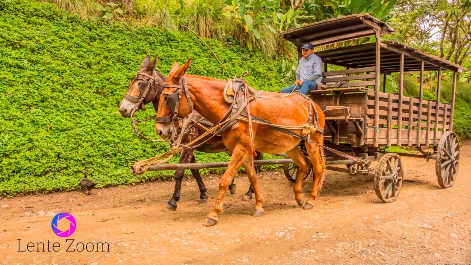20 Fotos de Quimbaya, Quindío: Municipio Cubierto de Luz